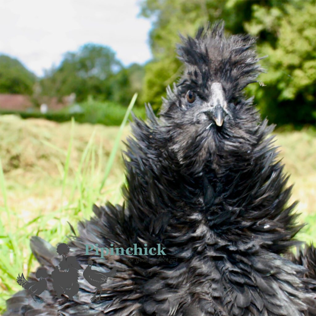 Sizzle Silkie Chickens for Sale | Buy Rare Breed Silkies Online | UK