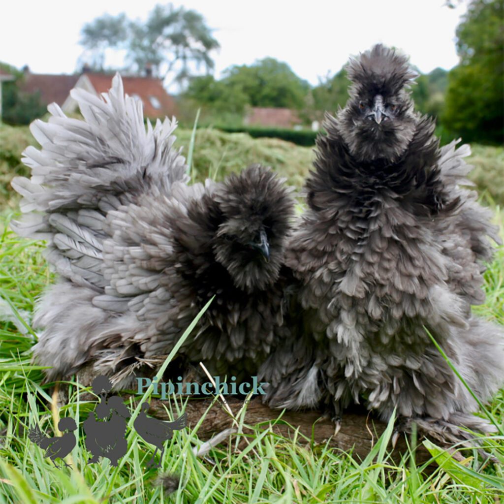 Sizzle Silkie Chickens for Sale | Buy Rare Breed Silkies Online | UK