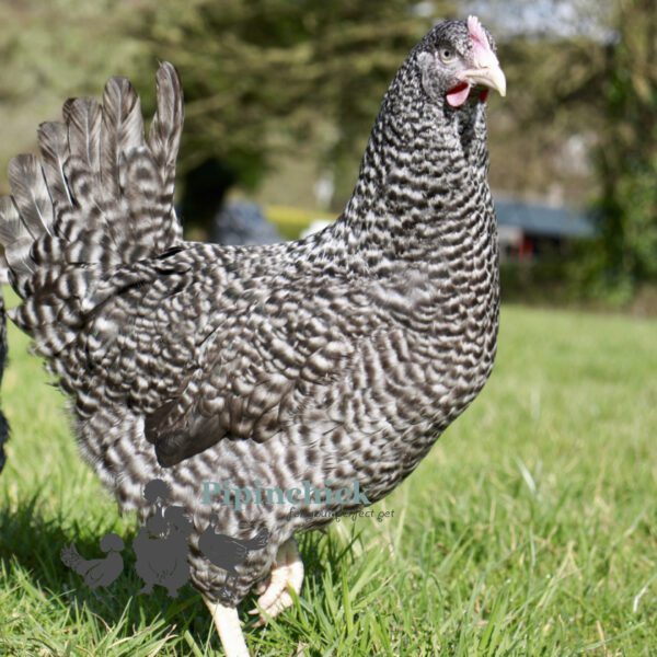 Hybrid Speckledy | Pipinchick