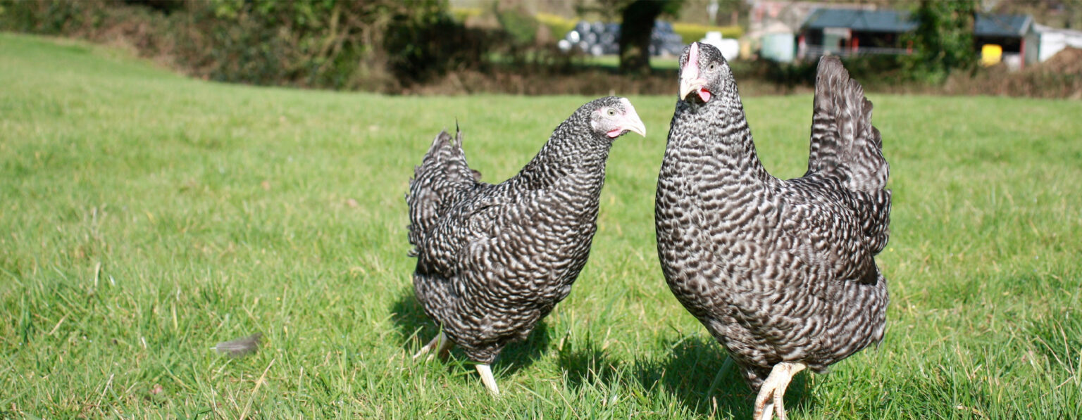 Chicken Buying Guide - Build Your Perfect Flock