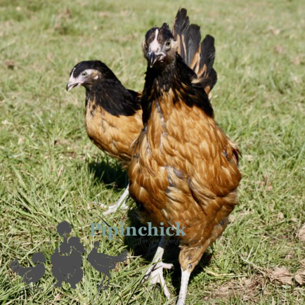 Vorwerk Chickens for Sale | Buy Buff Vorwek Hens Online, Delivered | UK
