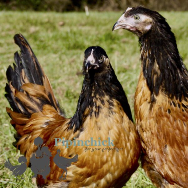 Vorwerk Chickens for Sale | Buy Buff Vorwek Hens Online, Delivered | UK