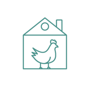 Devon Blue Laying Chickens | Buy Devon Blue Hens Online | UK