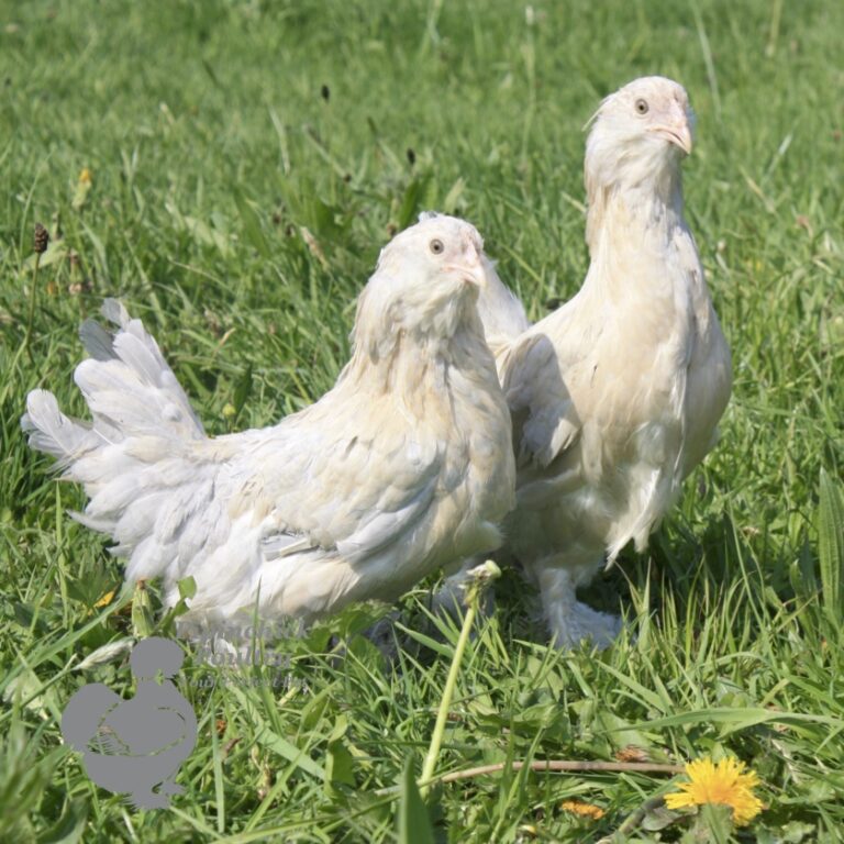 Bantam Barbu D'Uccles for Sale | Porcelain Bearded D'Uccle Hens | UK