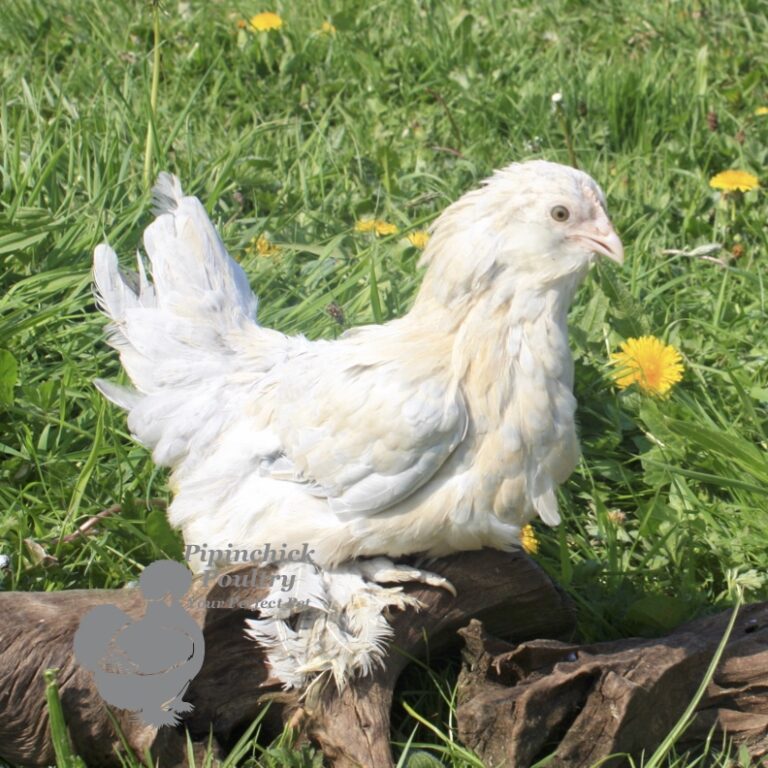 Bantam Barbu D'Uccles for Sale | Porcelain Bearded D'Uccle Hens | UK