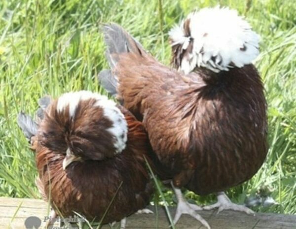 Chicken Breeds - Live Chickens for Sale Online