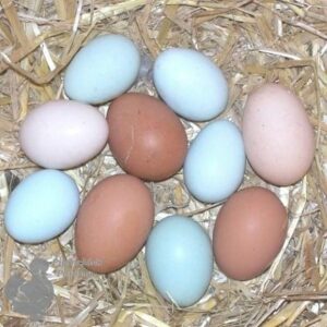 5 Step Guide to Hatching with your Broody Silkie