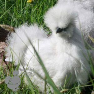 5 Step Guide to Hatching with your Broody Silkie