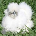5 Step Guide to Hatching with your Broody Silkie