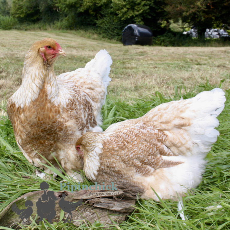 Gentle Giants Flock Pipinchick
