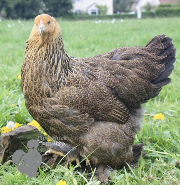 Gentle Giants Flock | Pipinchick