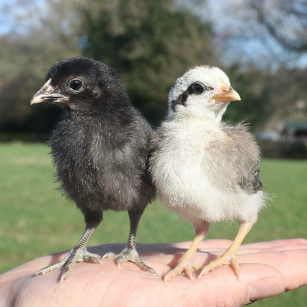 About Us - Largest Pet Chicken Retailer in the UK