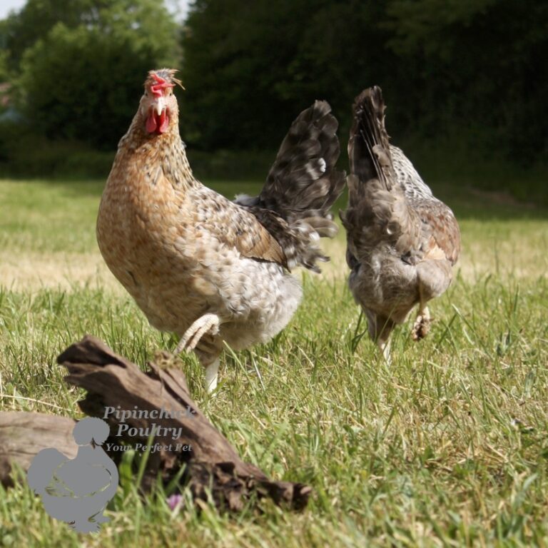 Hybrid Cuckoo Legbar Chicken | Pipinchick