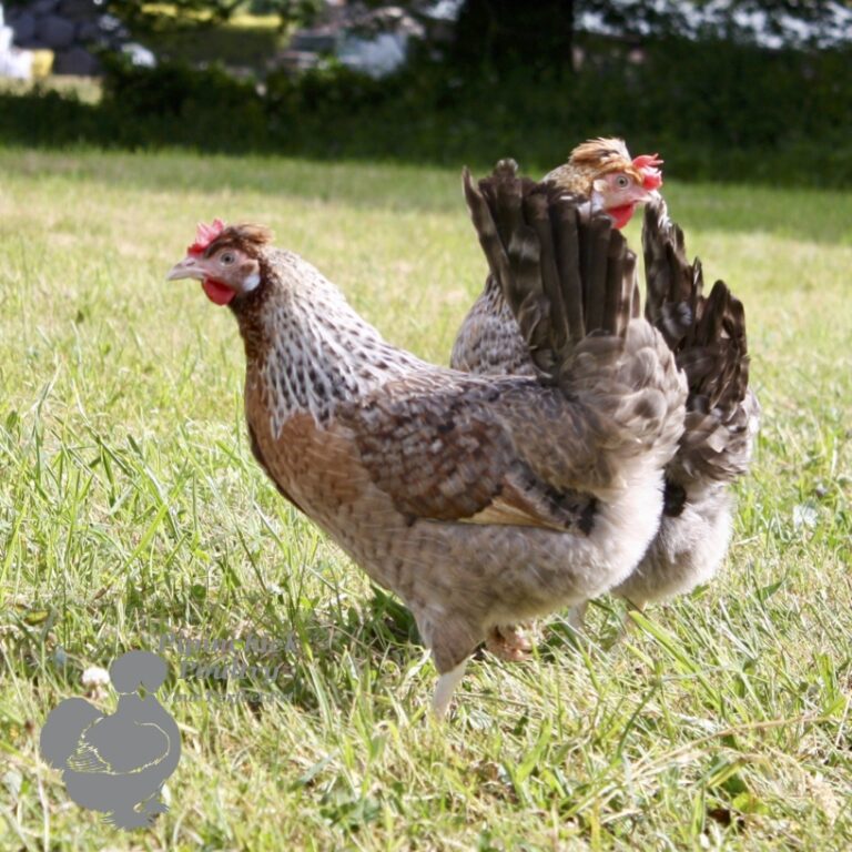 Hybrid Cuckoo Legbar Chicken | Pipinchick