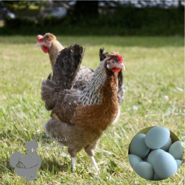 Devon Blue Laying Chickens | Buy Devon Blue Hens Online | UK