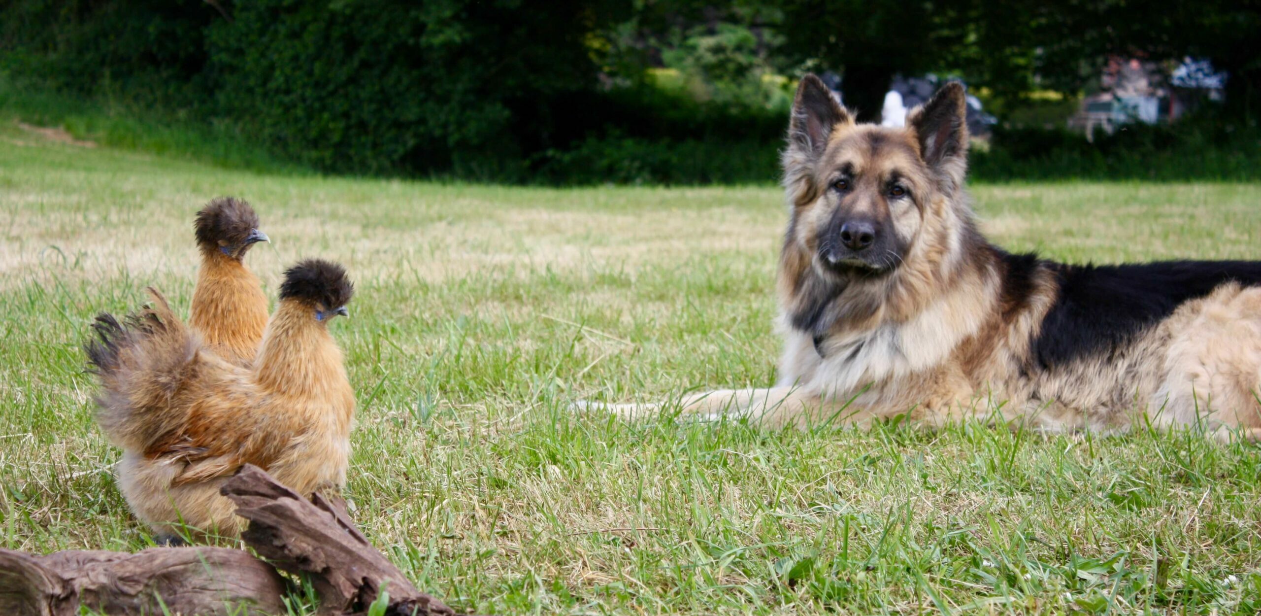 About Us - Largest Pet Chicken Retailer in the UK