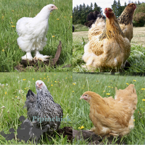 Gentle Giants Flock Pipinchick