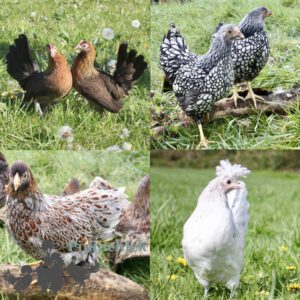 Little Layers Flock | Pipinchick