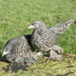 Bantam Sablepoot Chickens for Sale | Buy Booted Bantams | UK
