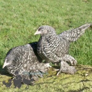 Bantam Sablepoot Chickens for Sale | Buy Booted Bantams | UK