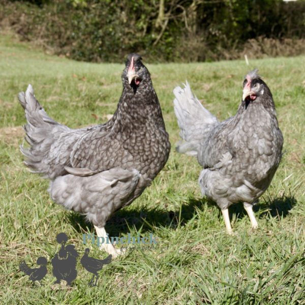 Olive Egger Large Hybrid Chickens for Sale | Pipinchick