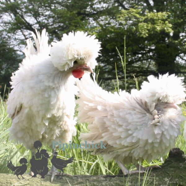 Bantam Polish Frizzle Chicken Khaki | Pipinchick