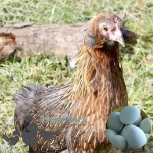 Rumpless Araucana For Sale | Buy Araucana Chickens Online | UK