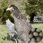 Rumpless Araucana For Sale | Buy Araucana Chickens Online | UK