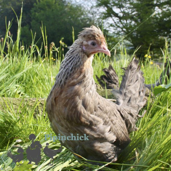 Cream Legbar Hens For Sale | Buy Legbar Chickens Online | UK
