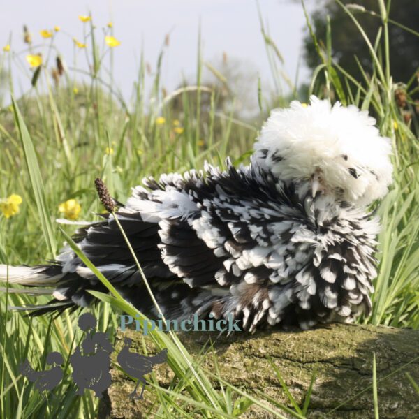 Bantam Polish Frizzle Chicken Black Splash | Pipinchick
