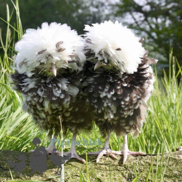 Bantam Polish Frizzle Chicken Chocolate Splash | Pipinchick