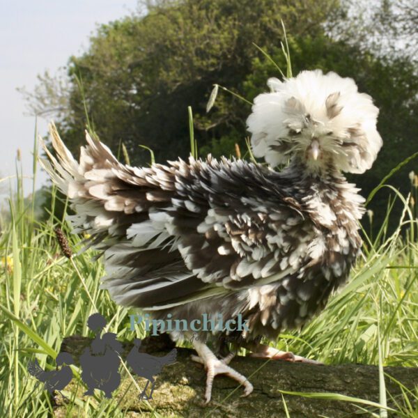 Bantam Polish Frizzle Chicken Chocolate Splash | Pipinchick