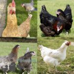 Great For Kids Flock | Pipinchick