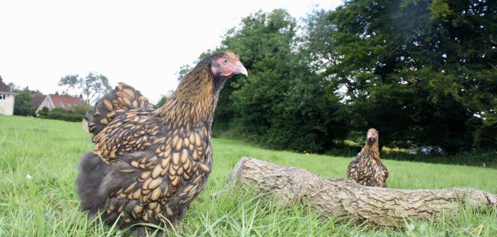 Chicken Health Checker - Use Free Interactive Symptom Checker